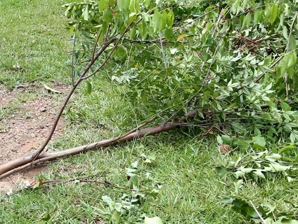 Got Tree Debris? Prince George’s County is offering FREE Limb and Tree ...
